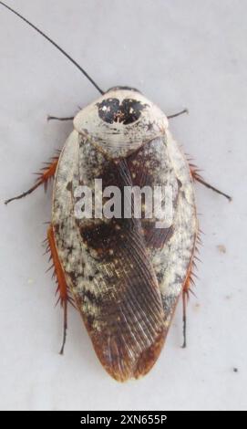 Ghost Porcelain Roach (Gyna caffrorum) Insecta Stock Photo - Alamy