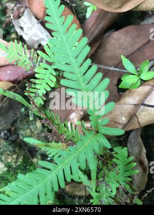 polypody family (Polypodiaceae) Plantae Stock Photo - Alamy