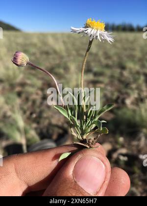 Hoary Fleabane (Erigeron canus), Plantae, Rawlins, WY, US Stock Photo ...