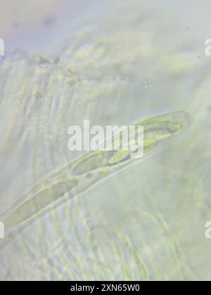 (Calycina lactea) Fungi Stock Photo - Alamy
