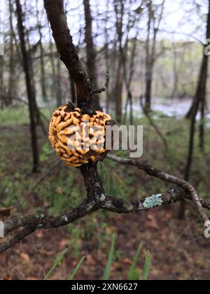 Pine rust fungi (Cronartium Stock Photo - Alamy