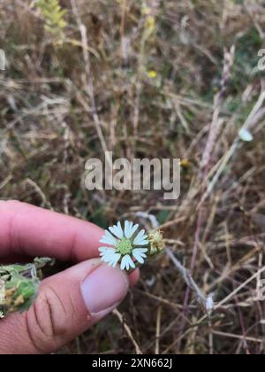 congested-headed hayfield tarplant (Hemizonia congesta congesta ...