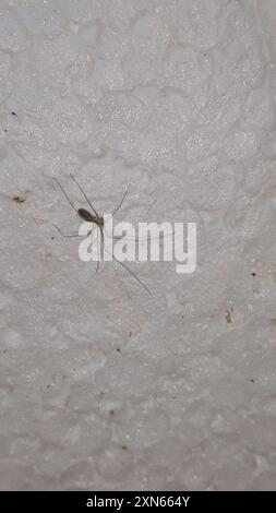 Harvestman Cellar Spider (Pholcus opilionoides) Arachnida Stock Photo ...
