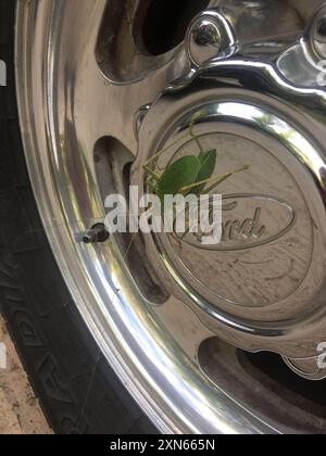 Central Texas Leaf-Katydid (Paracyrtophyllus robustus Stock Photo - Alamy