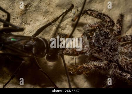 Ants, Bees, and Stinging Wasps (Aculeata) Insecta Stock Photo - Alamy