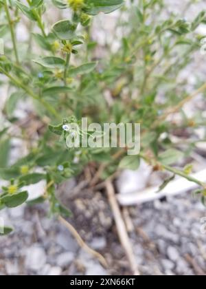 Flatspine Stickseed (Lappula occidentalis) Plantae Stock Photo - Alamy