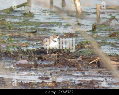 Collared Plover (Anarhynchus collaris), Aves, Orán, Salta, Argentina ...