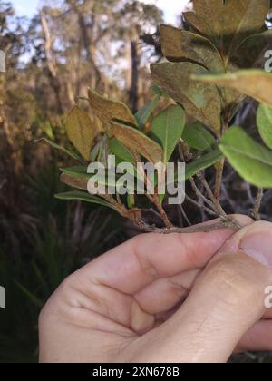 rusty staggerbush (Lyonia ferruginea) Plantae Stock Photo - Alamy