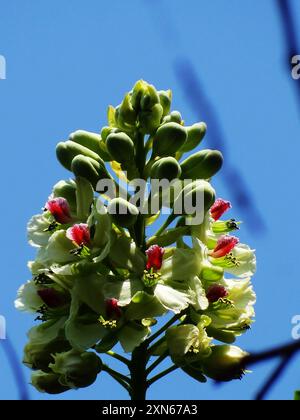 (Guilandina minax) Plantae Stock Photo - Alamy