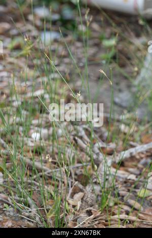 rushes (Juncus) Plantae Stock Photo - Alamy