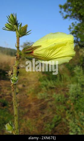 Prickly Tree Hibiscus (Hibiscus diversifolius diversifolius) Plantae ...