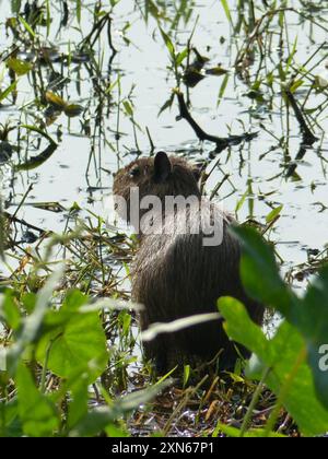 Lesser Capybara (Hydrochoerus isthmius) Mammalia Stock Photo - Alamy