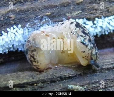 Carolina Mantleslug (Philomycus carolinianus) Mollusca Stock Photo - Alamy