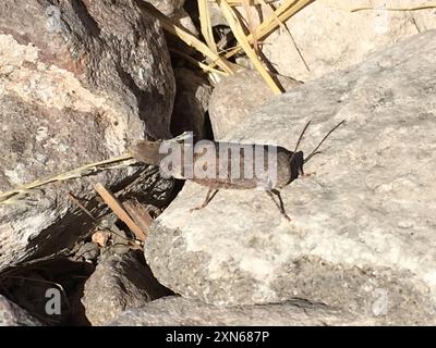 Aztec Grasshopper (Lactista azteca) Insecta Stock Photo - Alamy