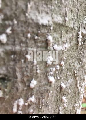 Beech Scale (Cryptococcus fagisuga) Insecta Stock Photo - Alamy