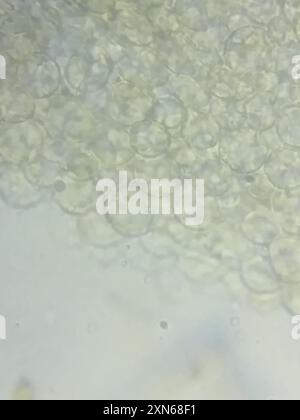 (Bolbitius coprophilus) Fungi Stock Photo - Alamy