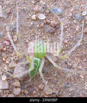 Green Lynx Spiders (Peucetia) Arachnida Stock Photo - Alamy