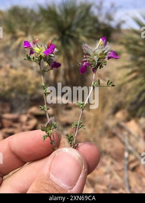 feather dalea (Dalea formosa) Plantae Stock Photo - Alamy