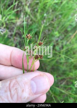 Beaksedges (Rhynchospora) Plantae Stock Photo - Alamy