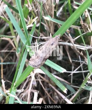 Lucerne Moth (Nomophila nearctica) Insecta Stock Photo - Alamy