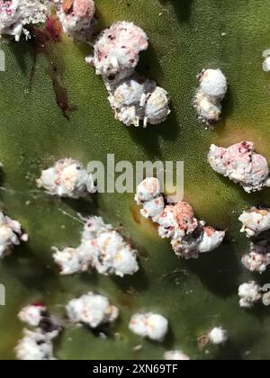 Cochineal Scale Bugs (Dactylopius) Insecta Stock Photo - Alamy