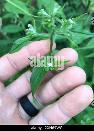 virginia stickseed (Hackelia virginiana) Plantae Stock Photo - Alamy