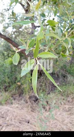 red willow (Salix laevigata) Plantae Stock Photo - Alamy