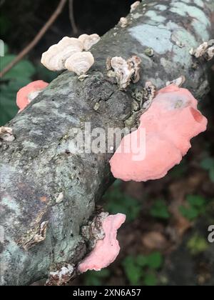 Coral-pink Merulius (Phlebia incarnata) Fungi Stock Photo - Alamy