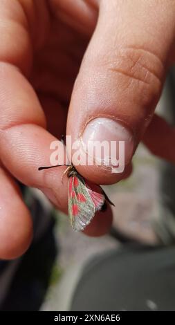 Mountain Burnet (Zygaena exulans) Insecta Stock Photo - Alamy