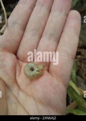 Gray-foot Lancetooth Snail (Haplotrema concavum) Mollusca Stock Photo ...
