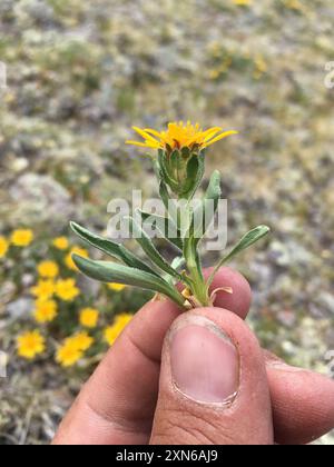 Pygmy Goldenweed (Tonestus pygmaeus) Plantae Stock Photo - Alamy