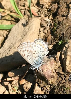 Ancilla Blue (Euphilotes ancilla) Insecta Stock Photo - Alamy