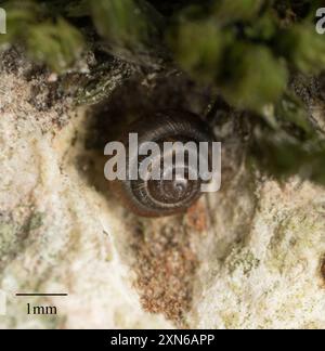 Rocksnail (Pyramidula rupestris) Mollusca Stock Photo - Alamy