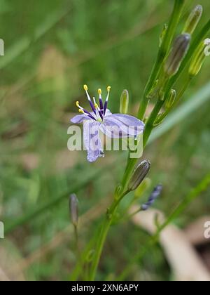 blue grass lily (Caesia calliantha) Plantae Stock Photo - Alamy