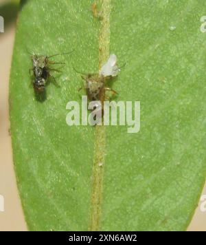 tipu psyllid (Platycorypha nigrivirga) Insecta Stock Photo - Alamy