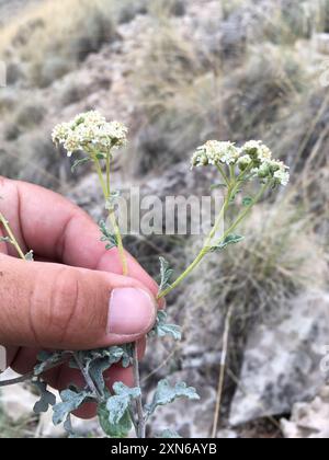 mariola (Parthenium incanum) Plantae Stock Photo - Alamy
