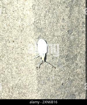 Sri Lanka Weevil (Myllocerus undecimpustulatus) Insecta Stock Photo - Alamy