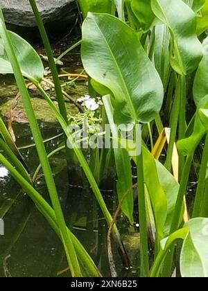 Delta Arrowhead (Sagittaria platyphylla) Plantae Stock Photo - Alamy