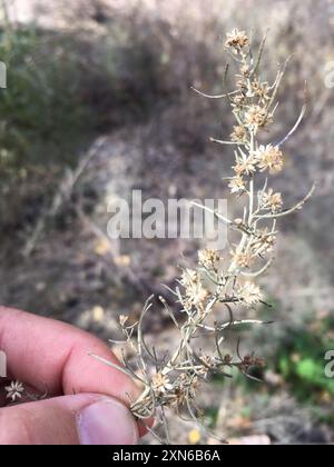 Singlewhorl Burrobrush (Ambrosia monogyra) Plantae Stock Photo - Alamy