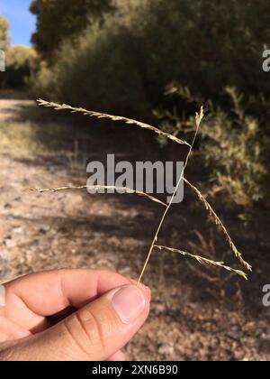 green sprangletop (Disakisperma dubium) Plantae Stock Photo - Alamy