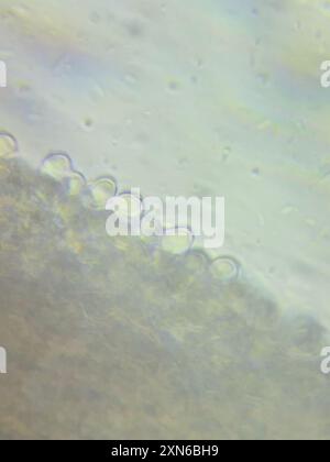 (Mycena robusta) Fungi Stock Photo - Alamy