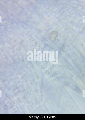 (Calycina lactea) Fungi Stock Photo - Alamy