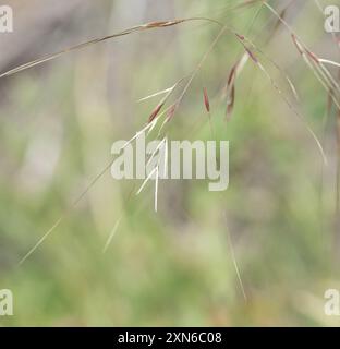 purple needlegrass (Nassella pulchra) Plantae Stock Photo - Alamy