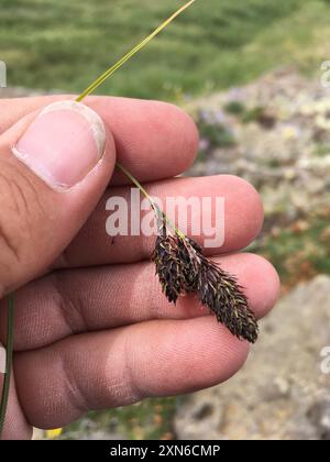 Copper-scale Sedge (Carex chalciolepis) Plantae Stock Photo - Alamy