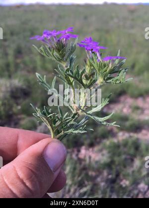 Broad-Lobe Mock Vervain (Glandularia latilobata) Plantae Stock Photo ...