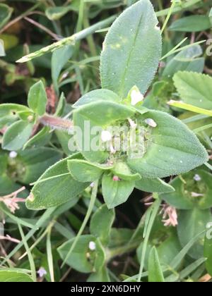 Florida Pusley (Richardia scabra) Plantae Stock Photo - Alamy