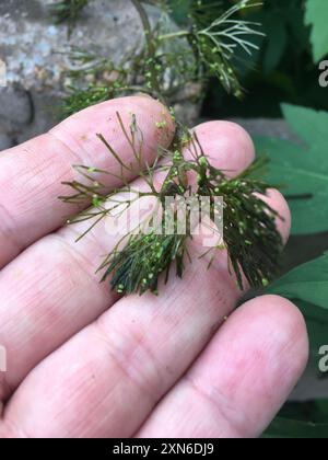 Carolina Fanwort (Cabomba caroliniana) Plantae Stock Photo - Alamy