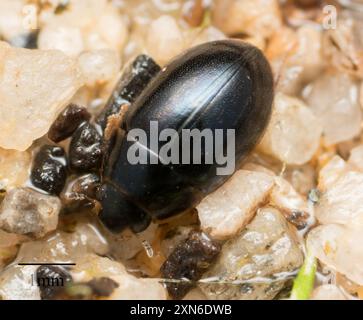 Water Scavenger Beetles (Hydrophilidae) Insecta Stock Photo - Alamy