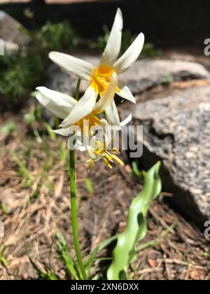 Purple Fawn Lily (Erythronium purpurascens) Plantae Stock Photo - Alamy