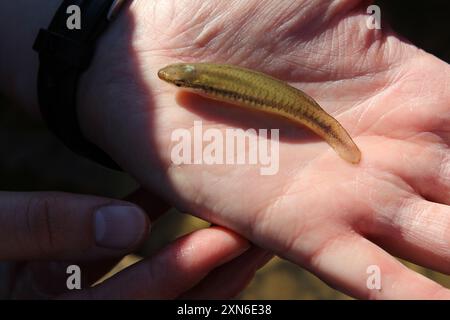 Blackstripe Topminnow (Fundulus notatus) Actinopterygii Stock Photo - Alamy